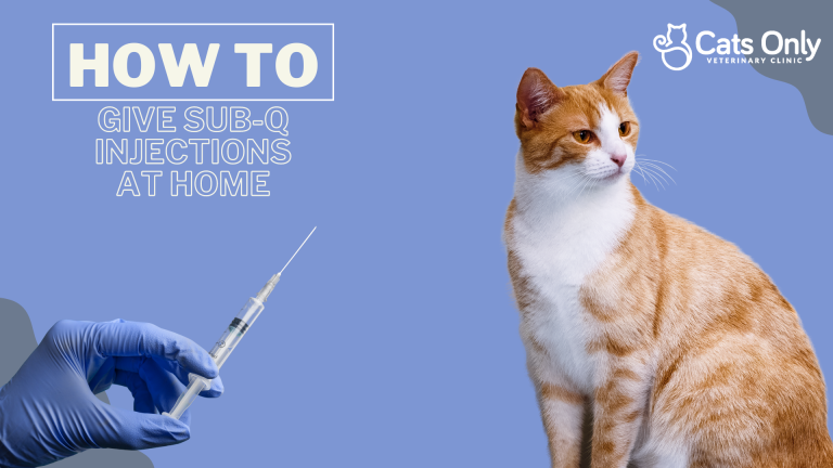 How to Give Subcutaneous Injections to your Cat at Home - Cats Only ...