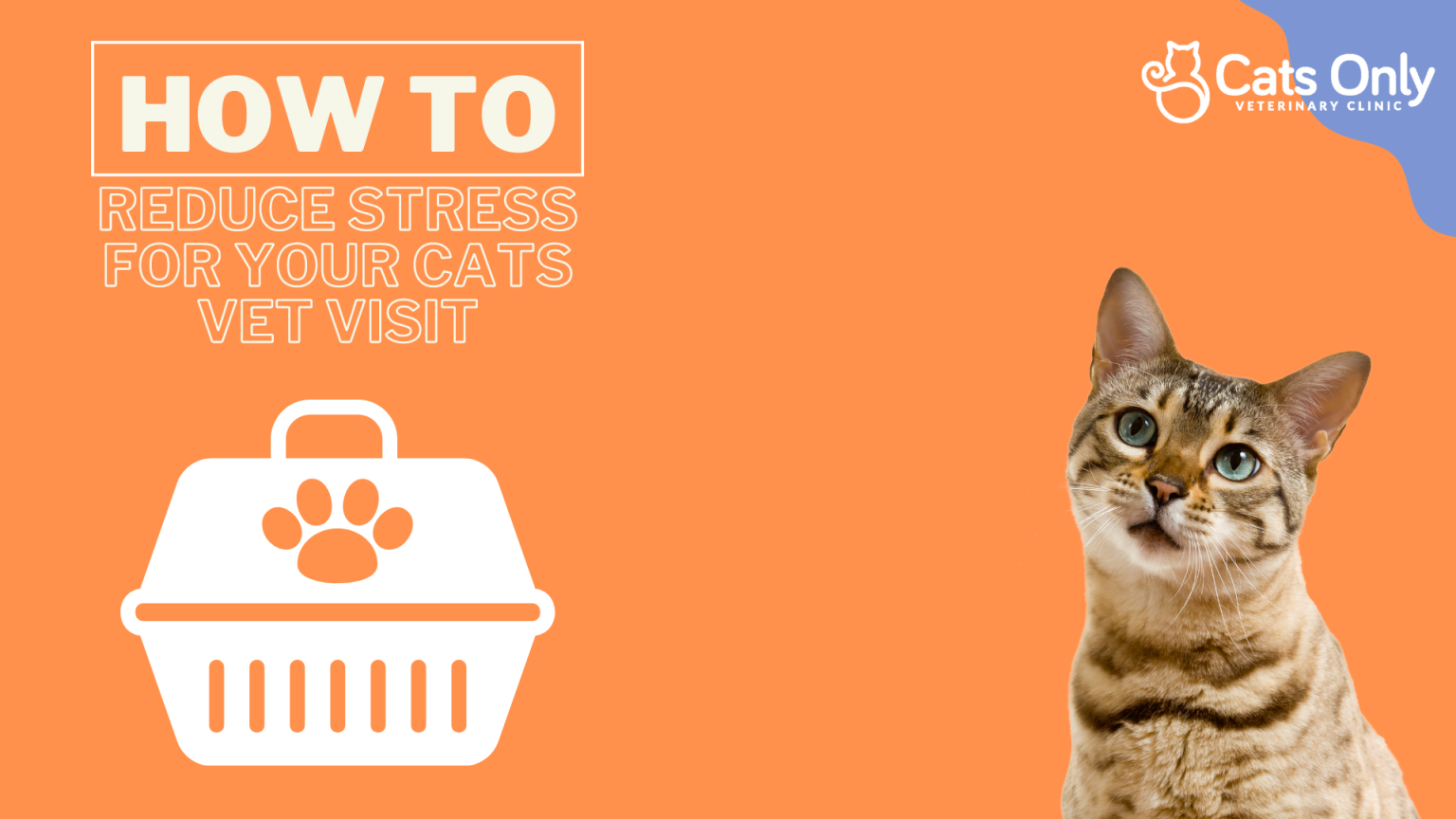 How to Reduce Stress for Your Cat’s Vet Visit - Cats Only Veterinary Clinic