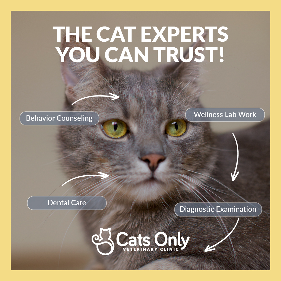 About Us - Cats Only Veterinary Clinic